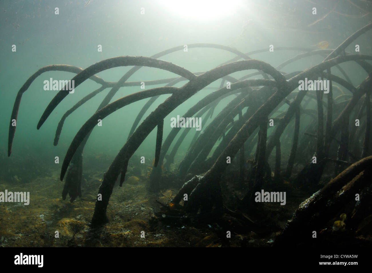 Mangrove roots underwater hi-res stock photography and images - Alamy