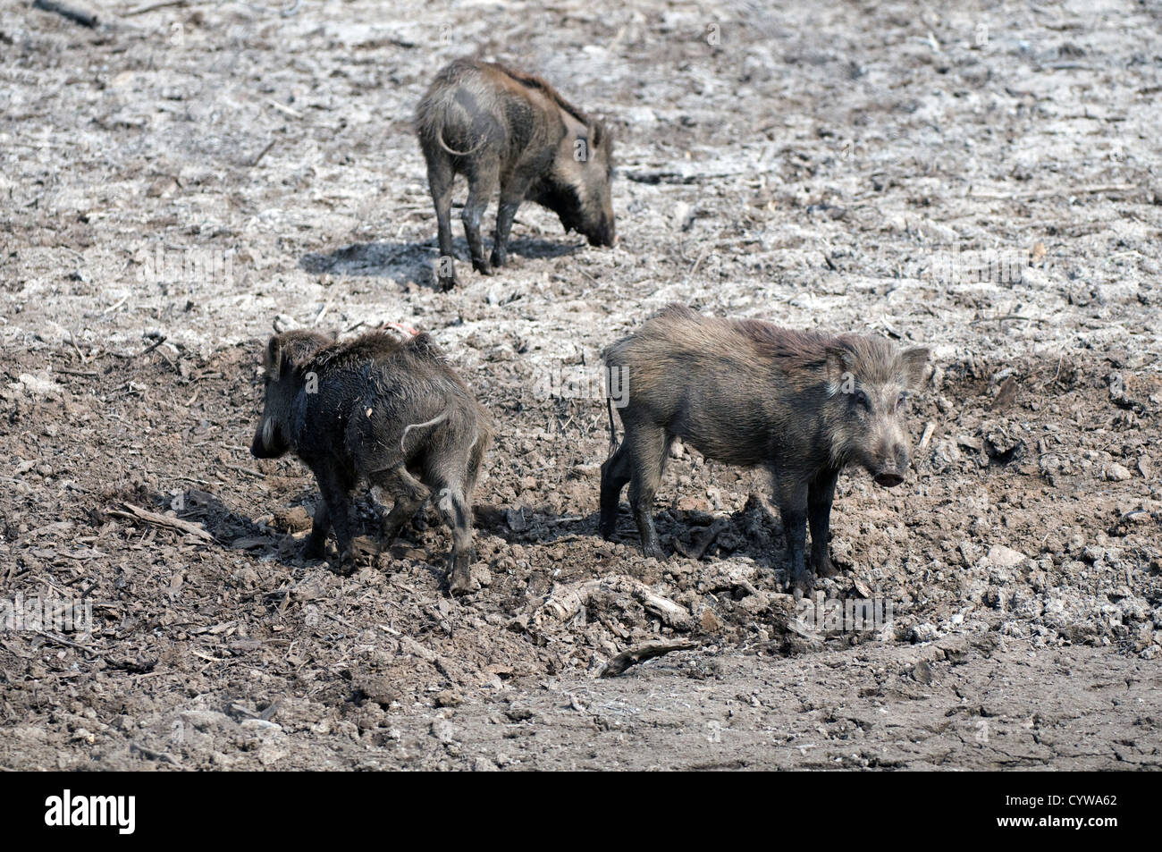 Indian wild boar hi-res stock photography and images - Alamy