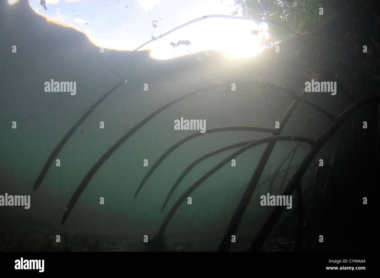 Mangrove roots, Rhizophora sp., Pohnpei, Federated States of Micronesia ...
