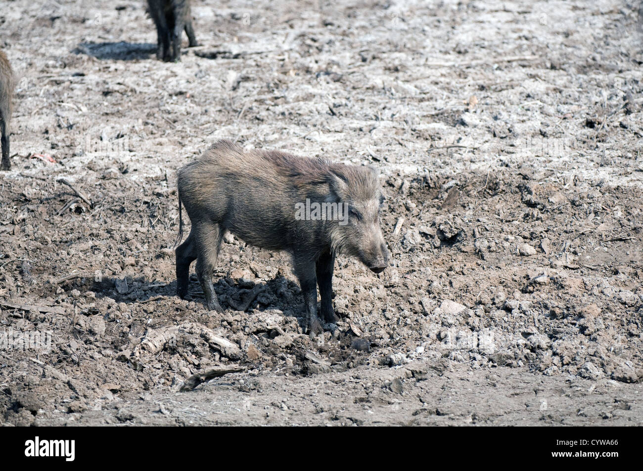 Female Wild boar in water hole Stock Photo - Alamy