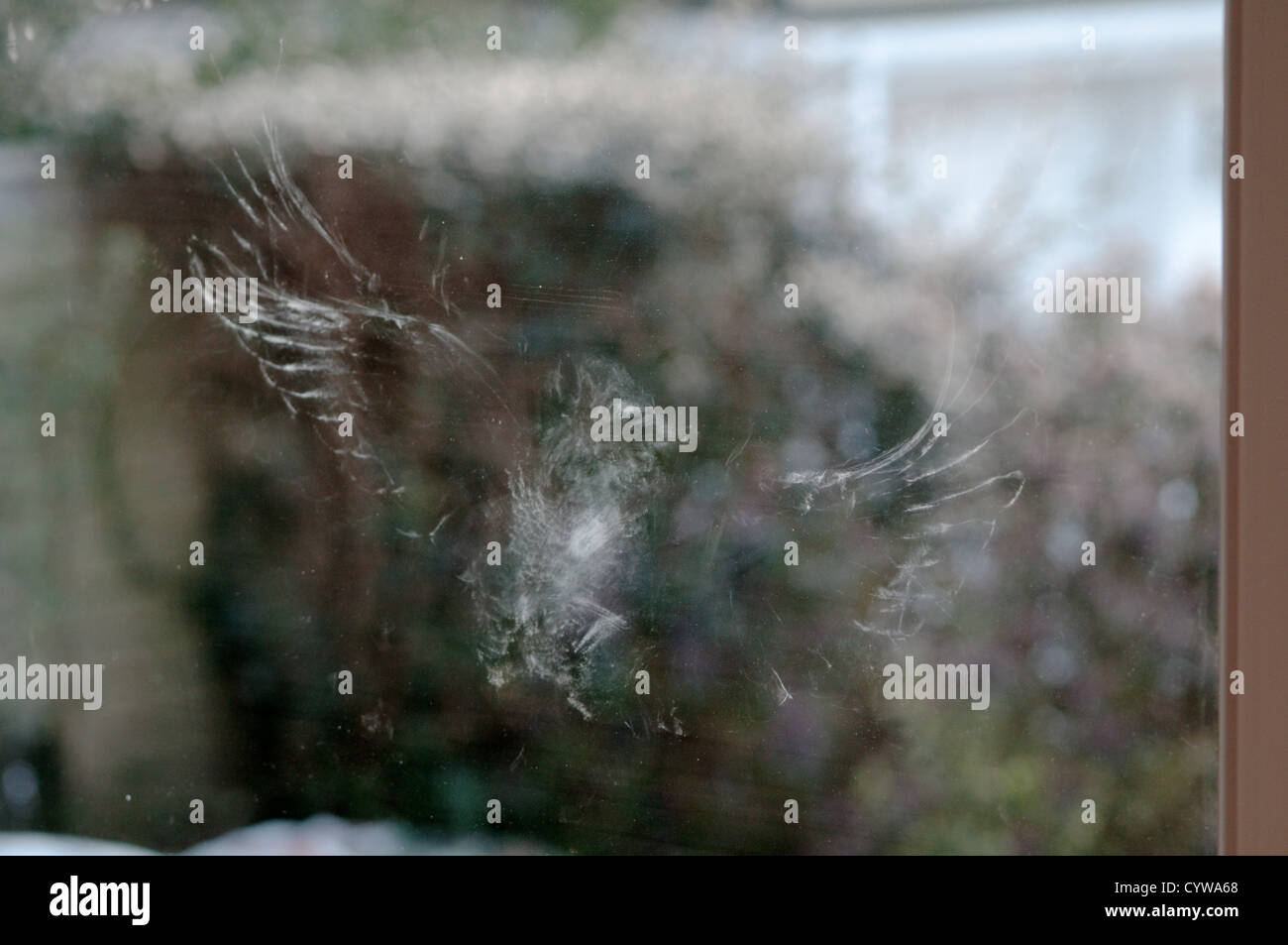 Dust feathers imprint hi-res stock photography and images - Alamy