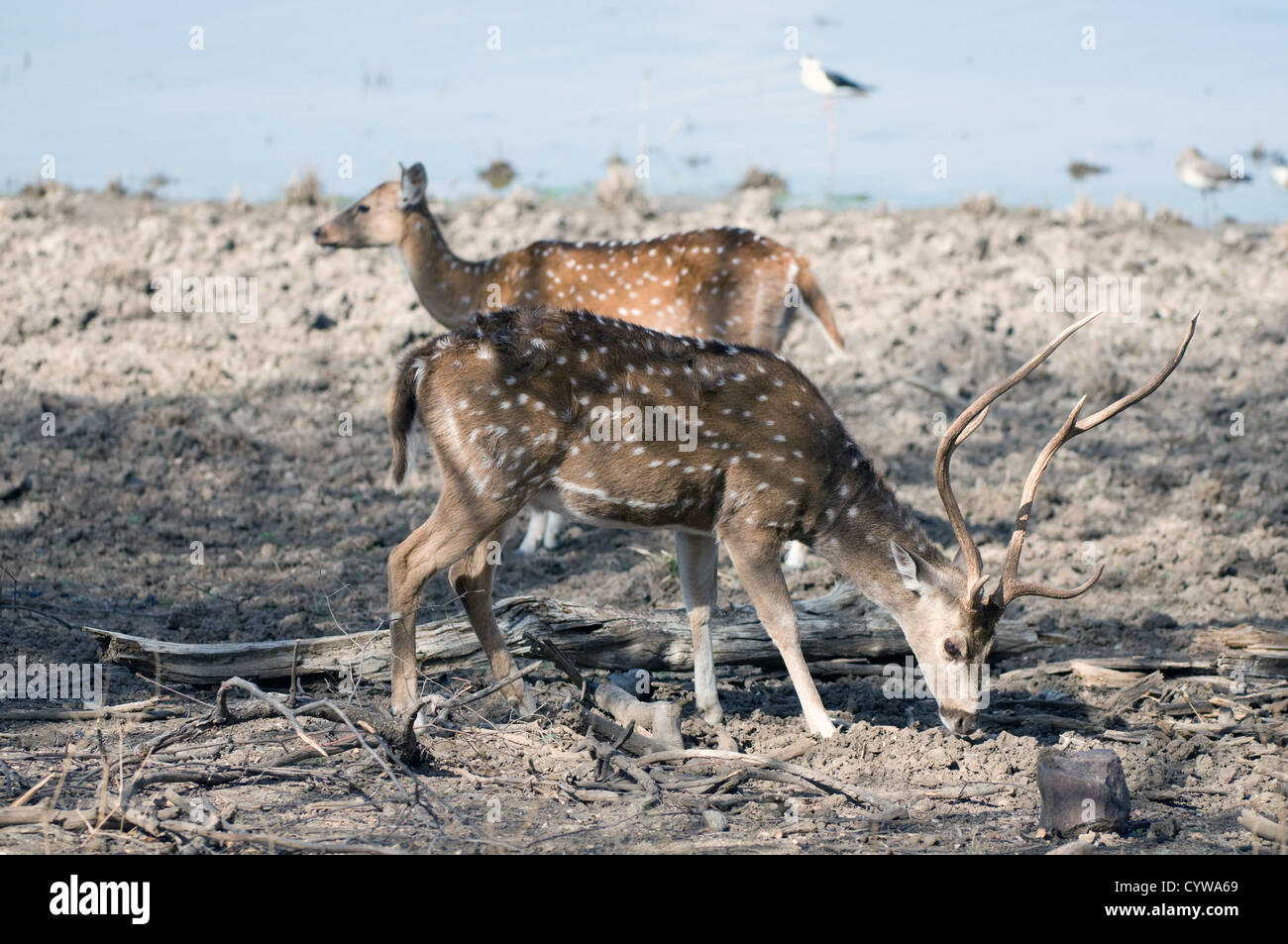 A Pair of Chital by side of lake Stock Photo - Alamy