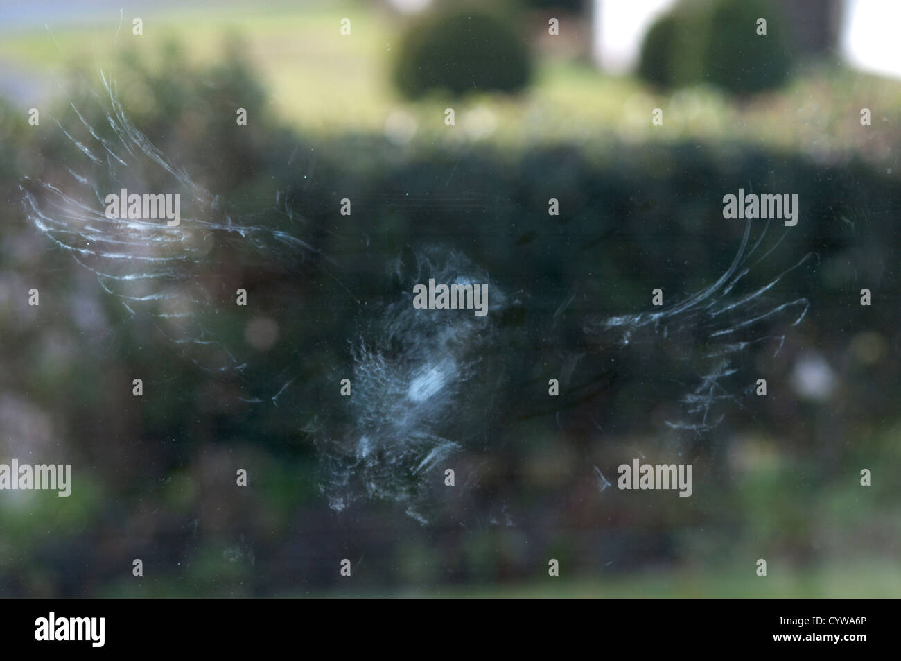 Imprint by dust on feathers of bird, probably a kestrel, after it flew ...