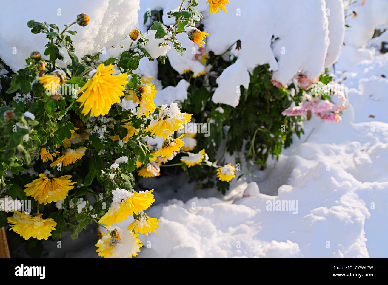 Flower under snow hi-res stock photography and images - Alamy