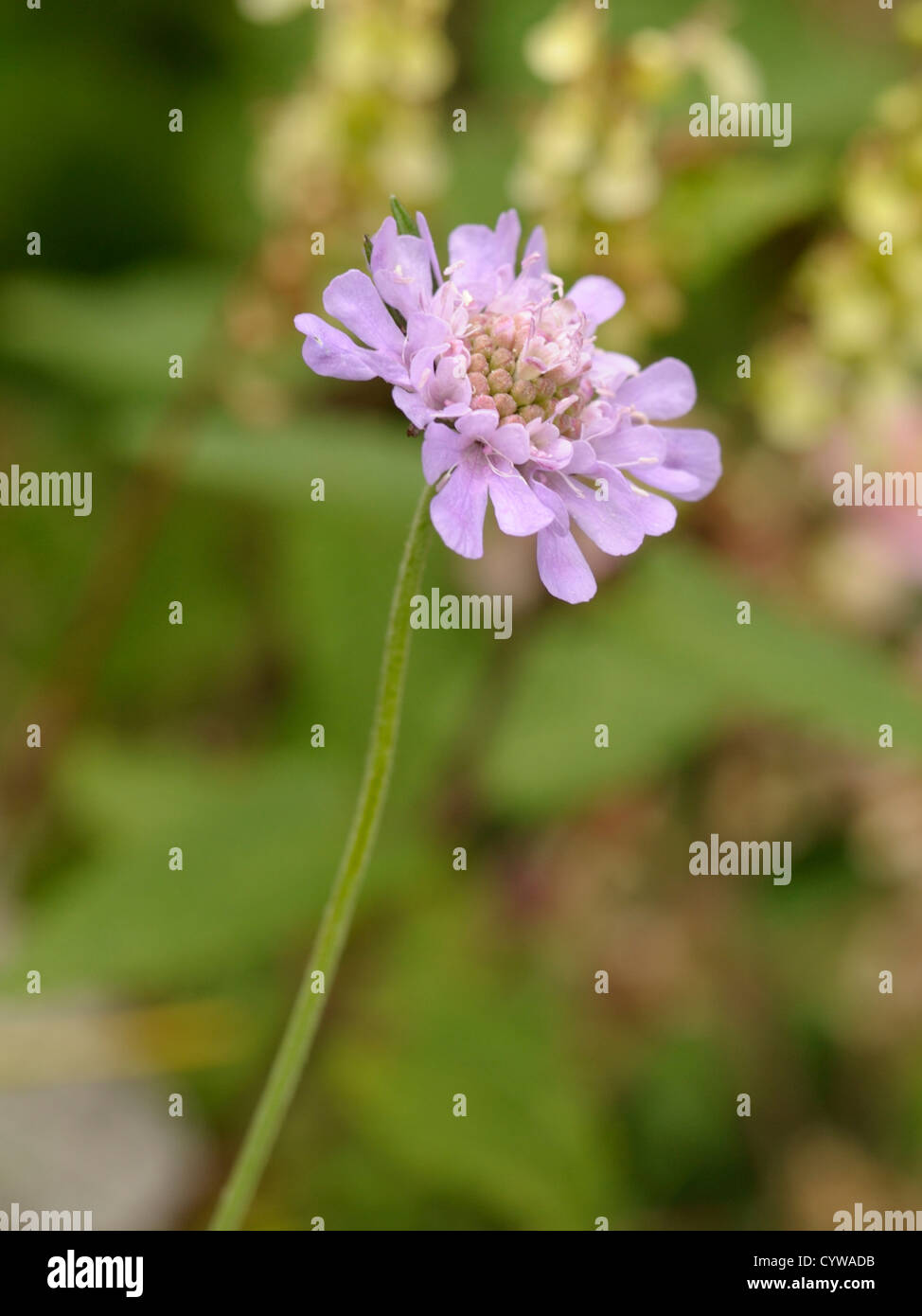 Small Scabious, Scabiosa columbaria Stock Photo - Alamy