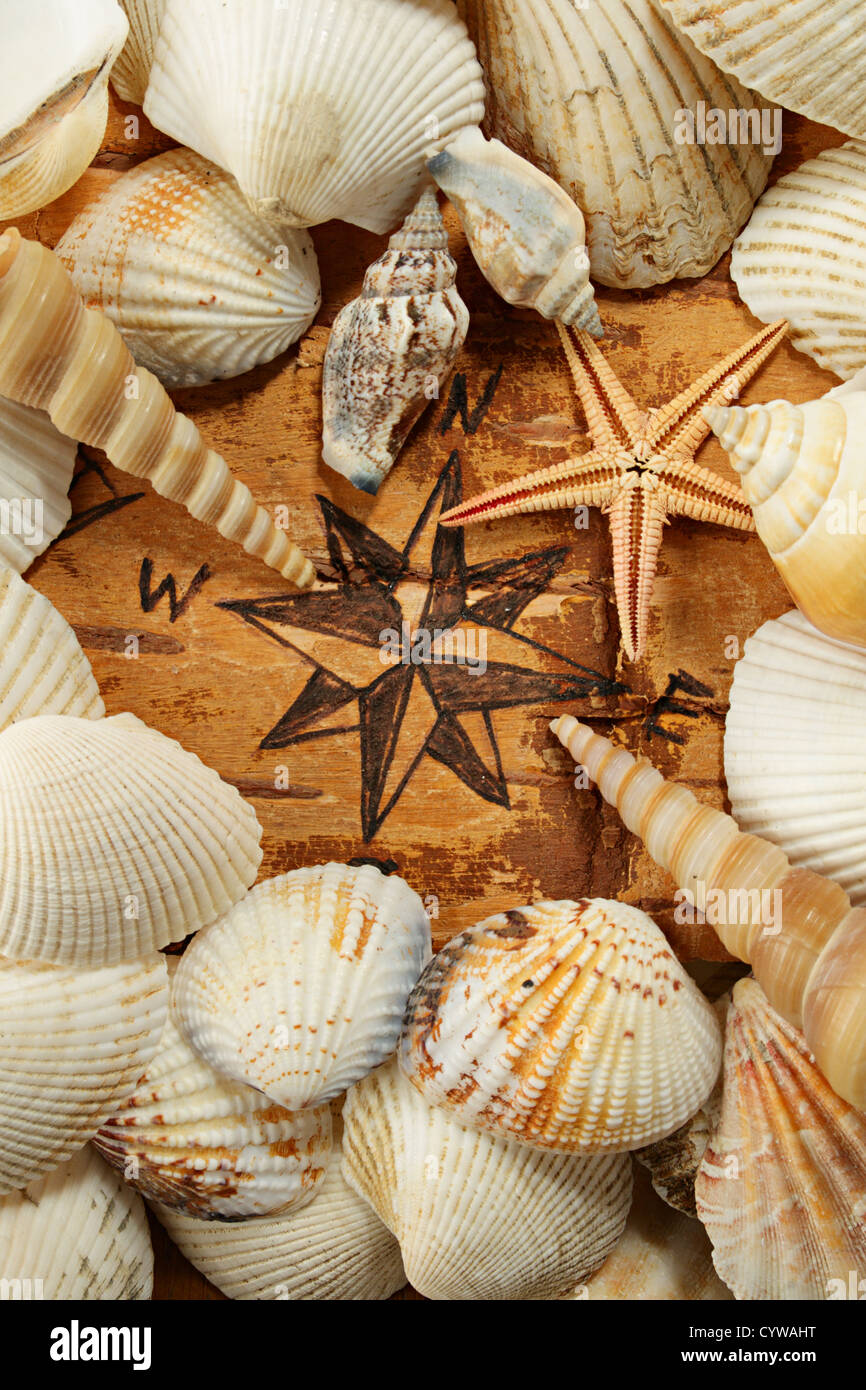 Abstract sea idea. Compass rose, shell and starfish Stock Photo - Alamy