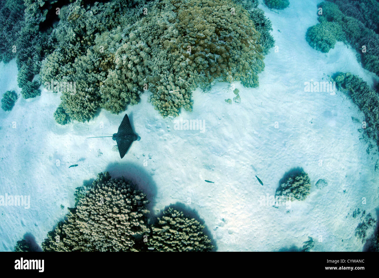 Spotted eagle ray, Aetobatus narinari, in tropical reef at Honaunau ...
