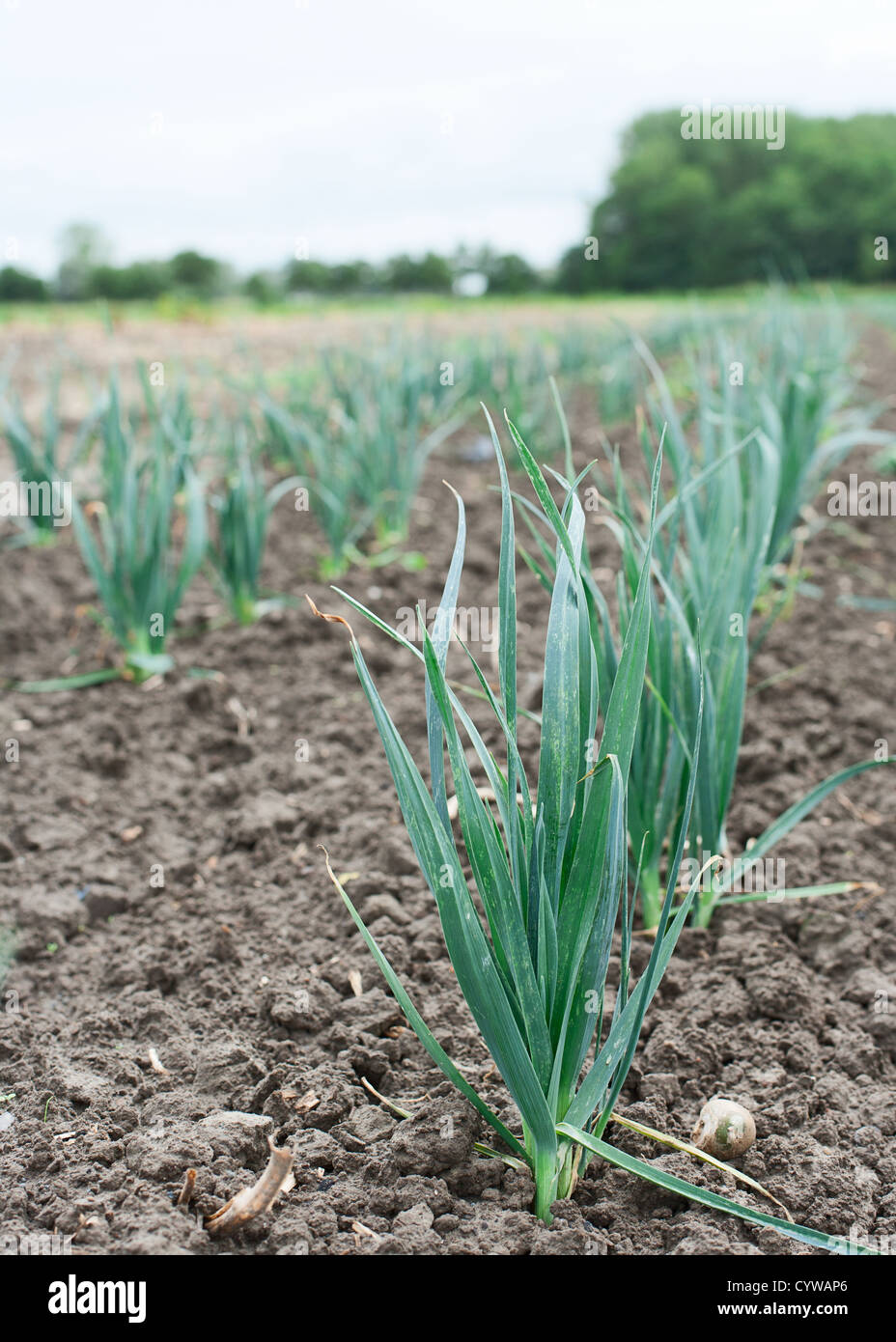 Farm field onion plant edible hi-res stock photography and images - Alamy