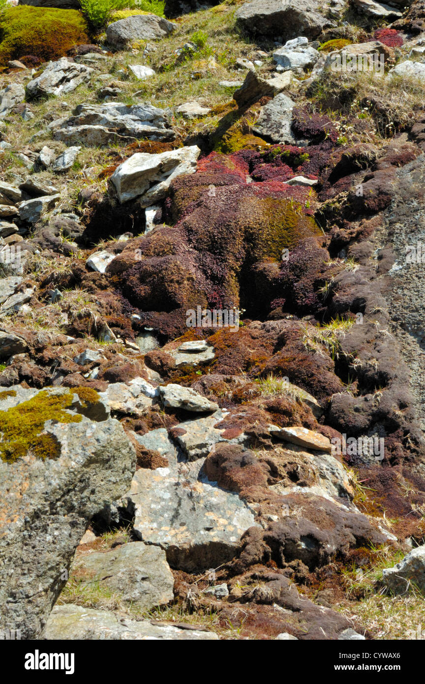 Mossy ground at Clogwyn Coch in Snowdonia Stock Photo - Alamy