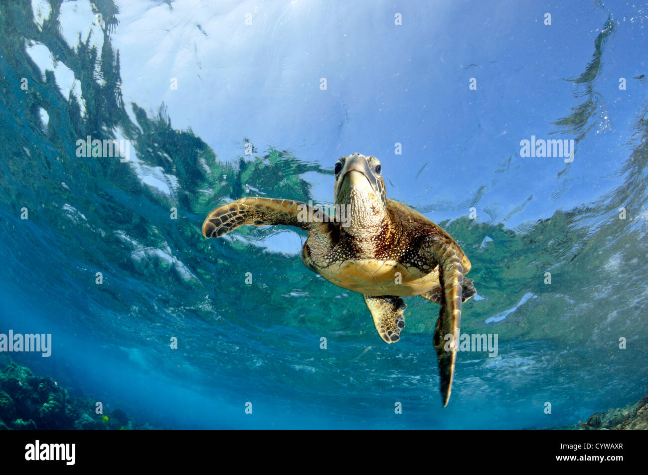 Juvenile sea turtle High Resolution Stock Photography and Images - Alamy