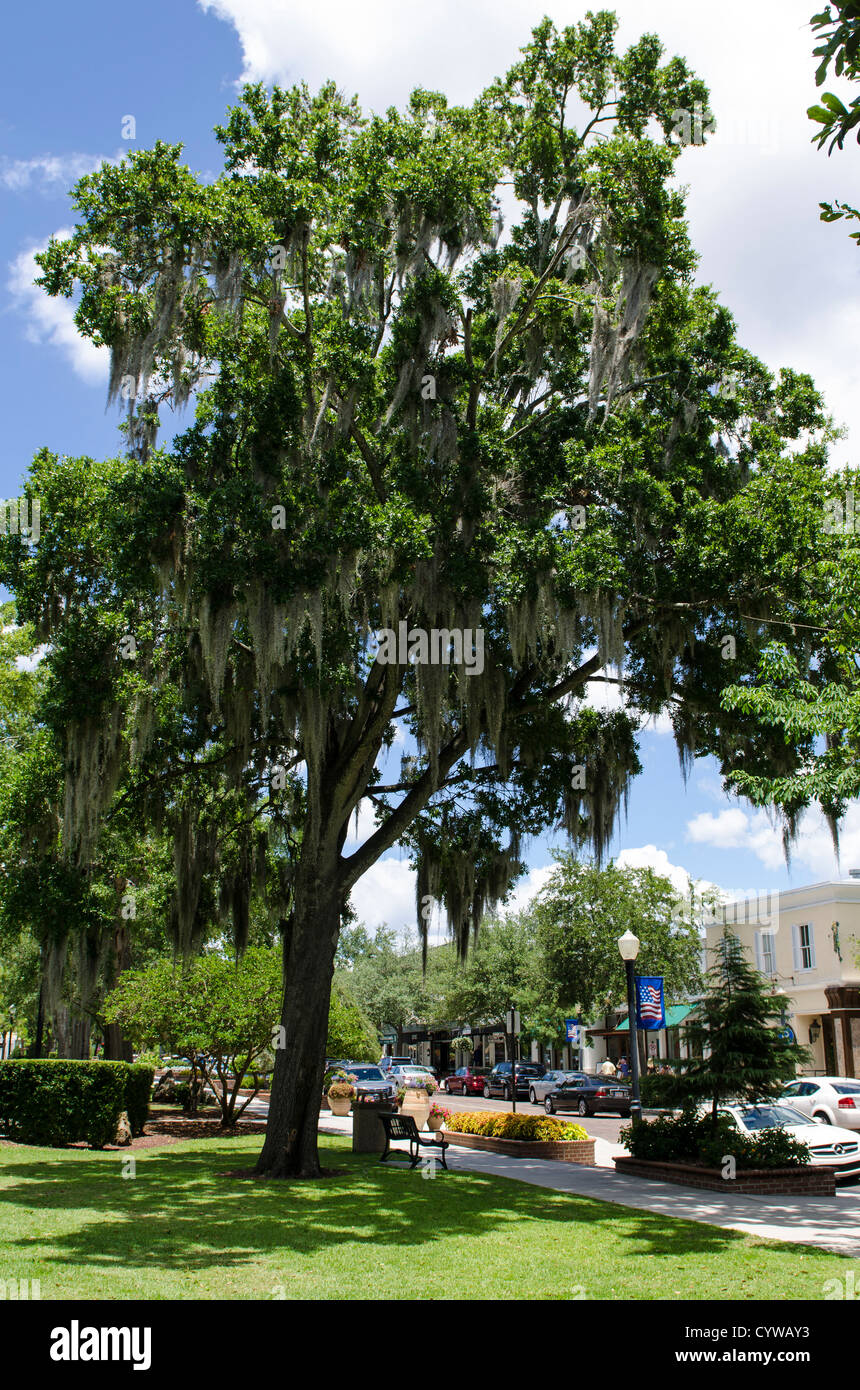 USA, Florida. Spanish moss on tree in Central Park downtown Winter Park ...