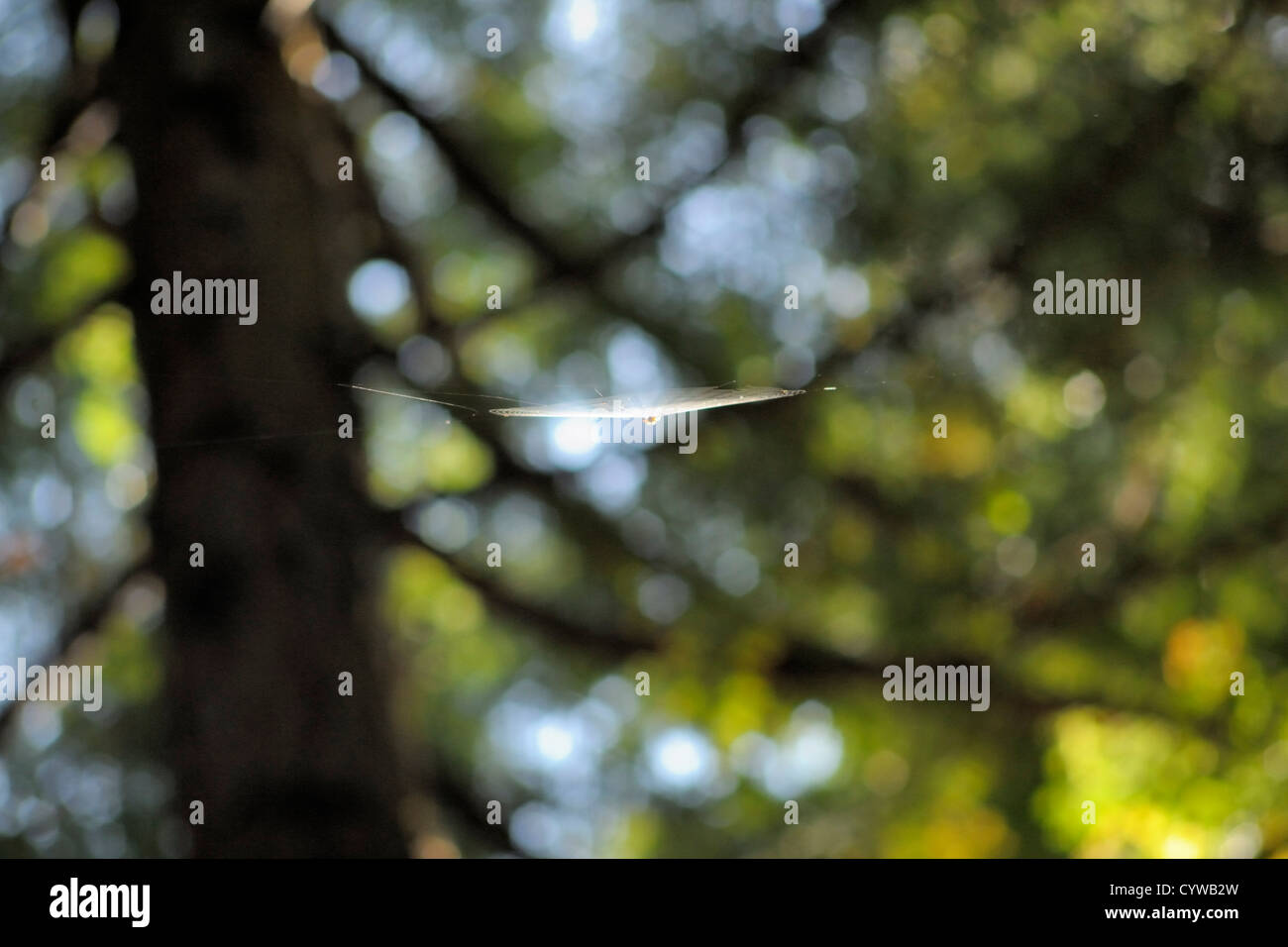 Spider web between trees hi-res stock photography and images - Alamy
