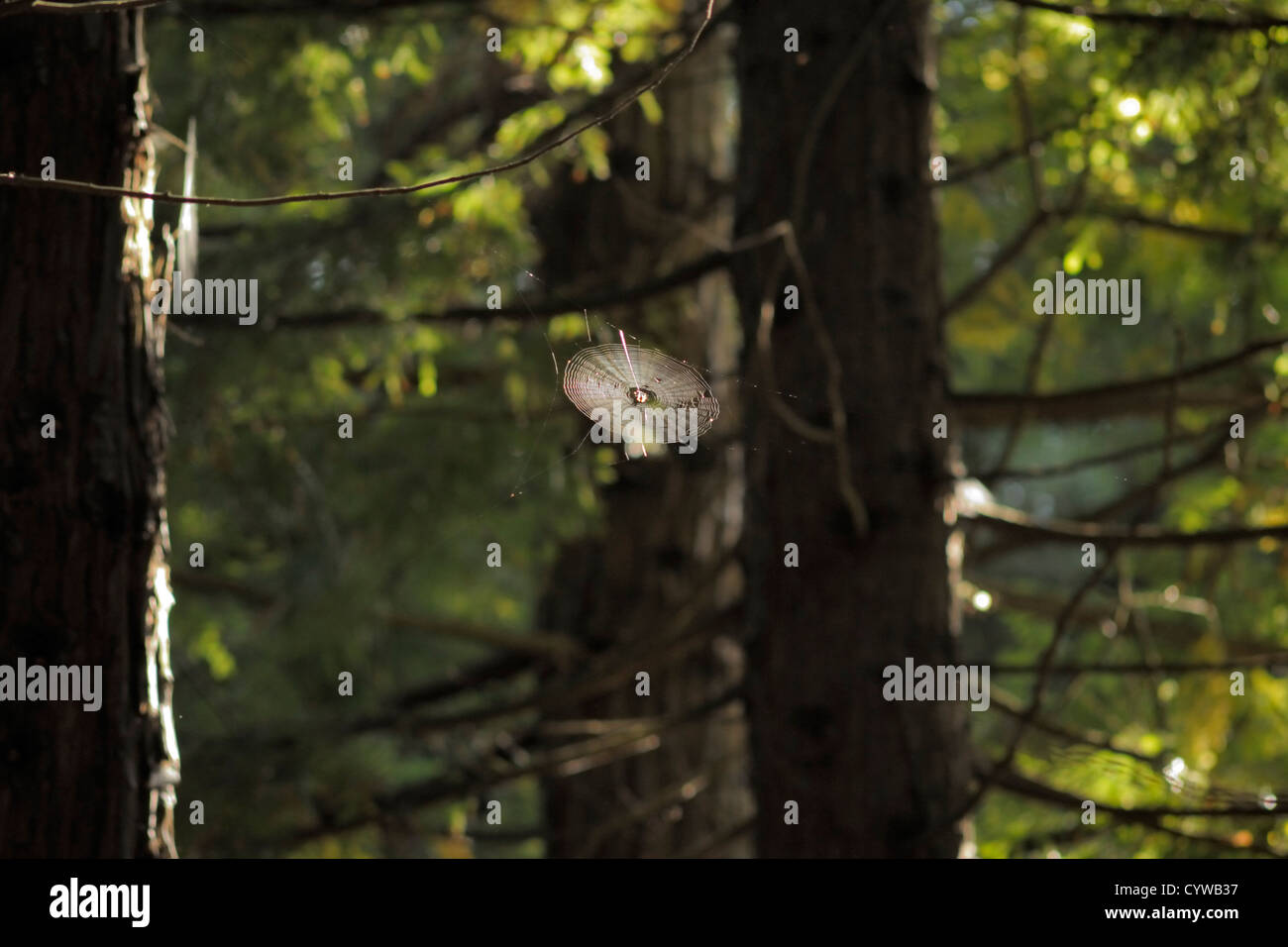 Spider web between trees hi-res stock photography and images - Alamy