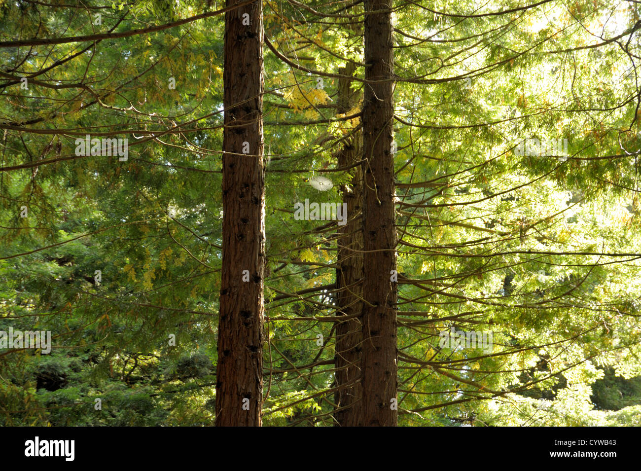 Large Spider's Web High Up Between Coastal Redwood Trees Stock Photo ...