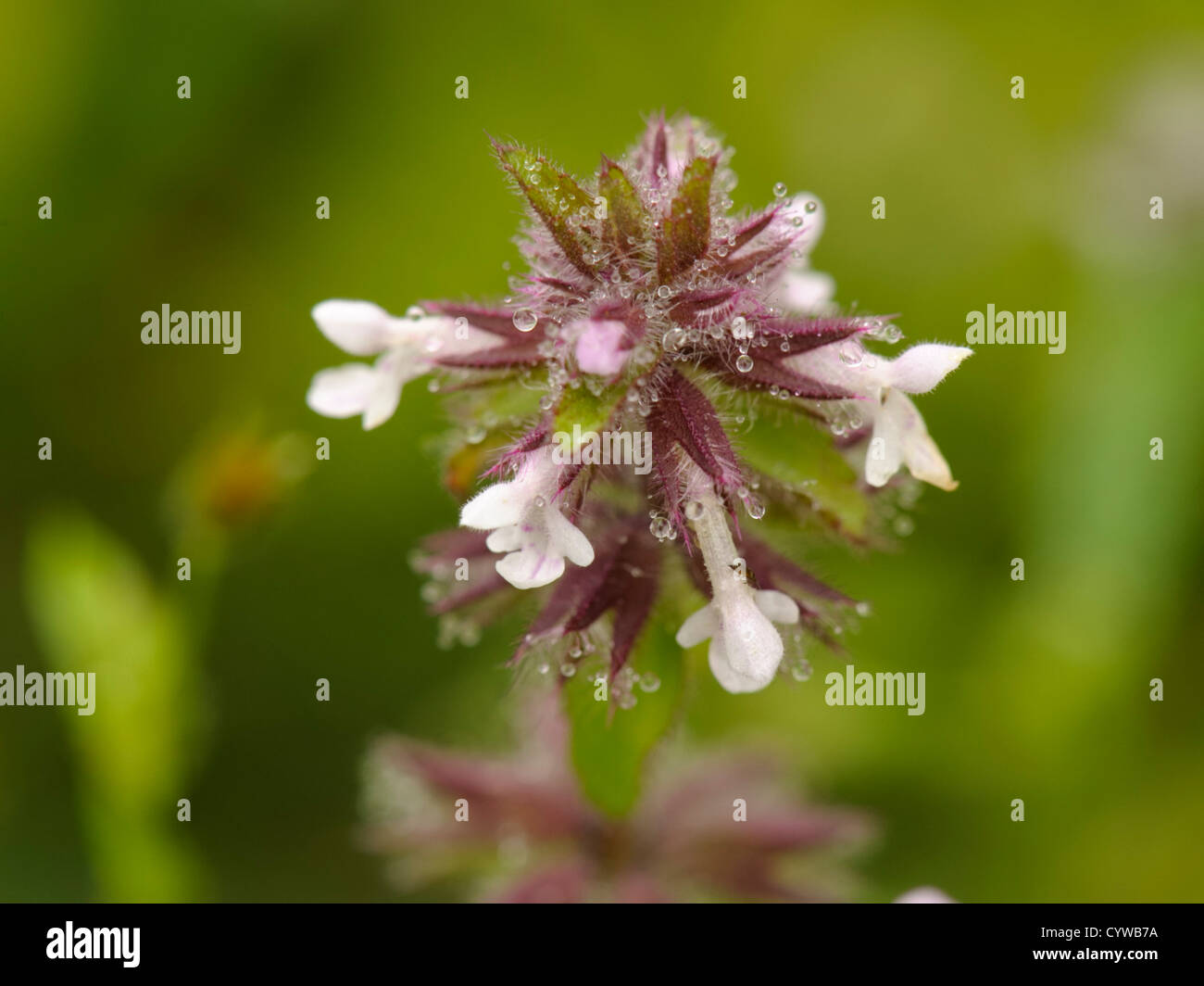 Field Woundwort, Stachys arvensis Stock Photo - Alamy