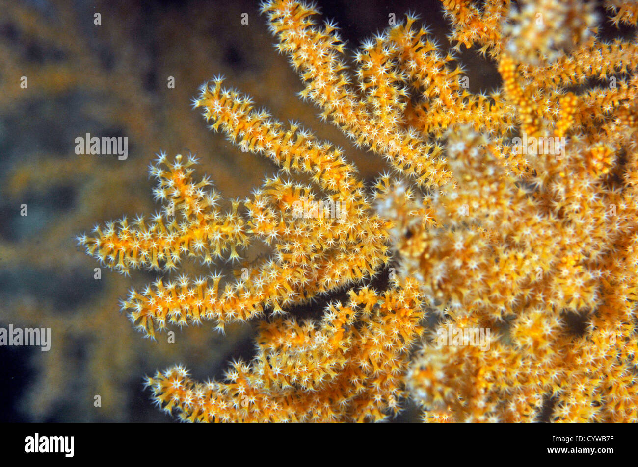 Sea fan, Melithaea flabellifera, Chinsen, Atami, Izu peninsula, Japan ...