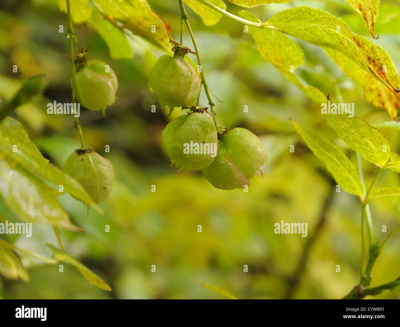 Bladdernut, Staphylea pinnata fruits Stock Photo - Alamy