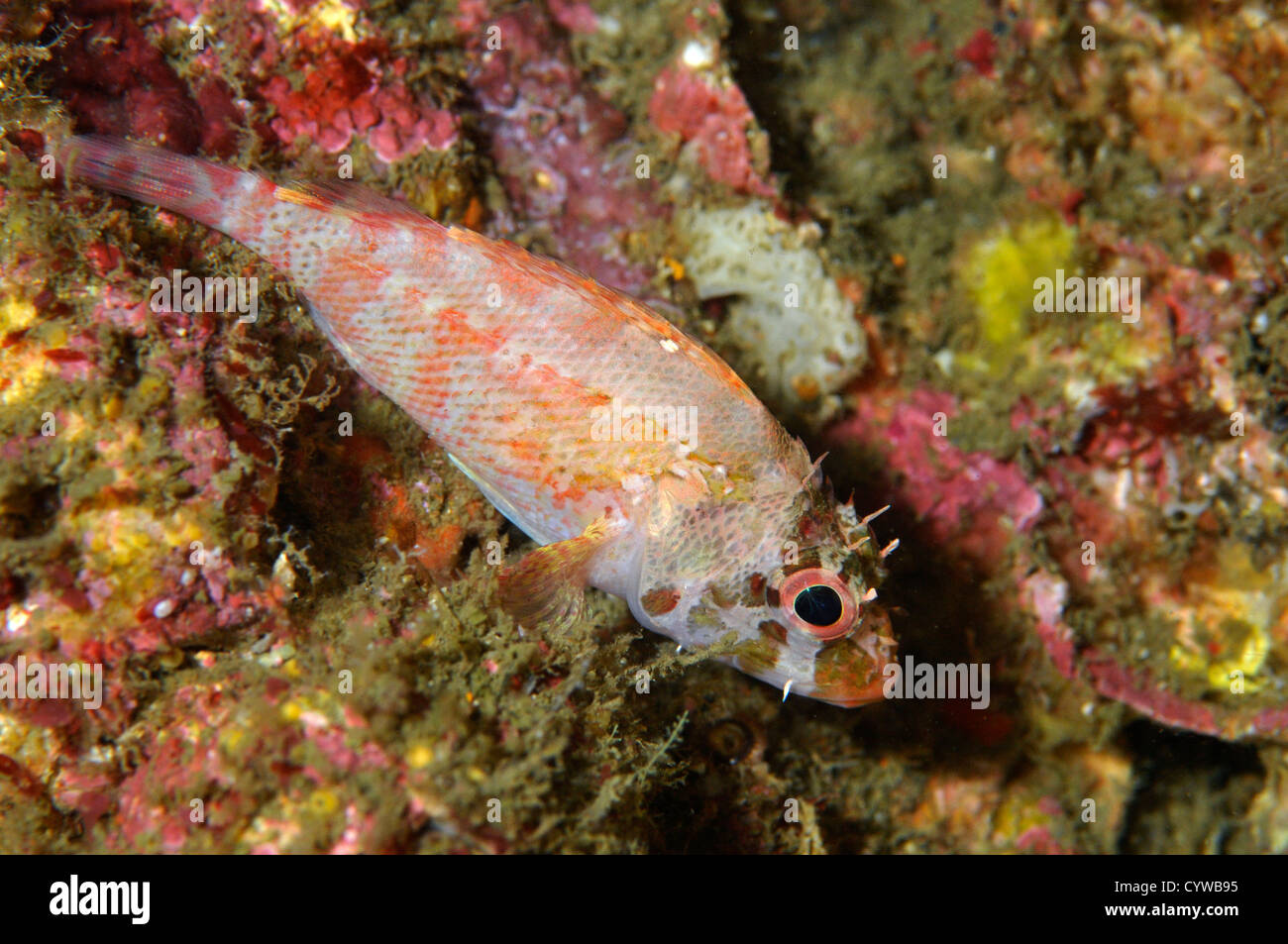 Hawkfish, Chinsen, Atami, Izu peninsula, Japan Stock Photo - Alamy