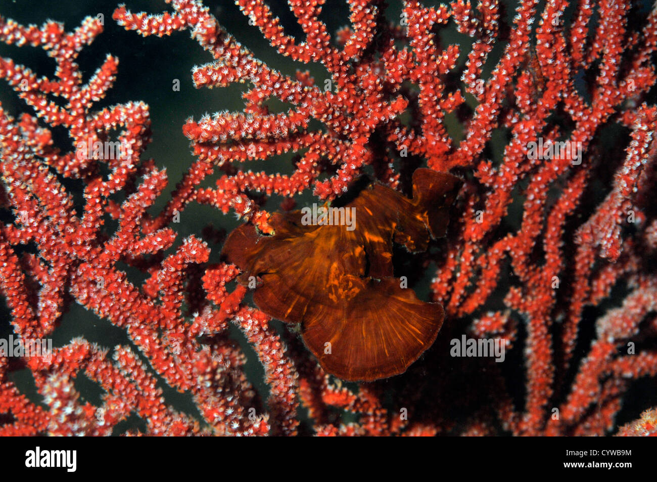Sea fan, Melithaea flabellifera, Chinsen, Atami, Izu peninsula, Japan ...