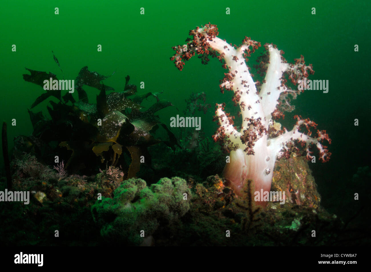 Japanese red coral hi-res stock photography and images - Alamy