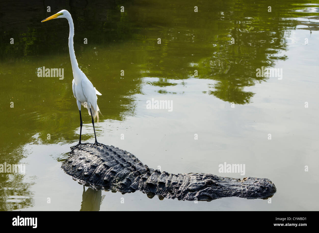 Great egret riding alligator at Gatorland theme park outside Orlando ...
