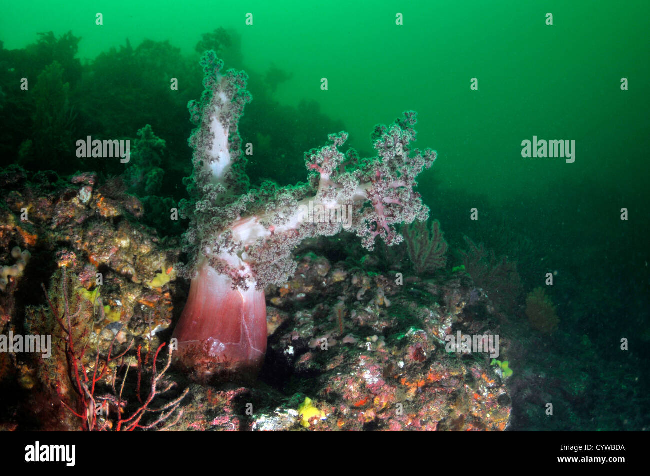 Japanese red coral hi-res stock photography and images - Alamy