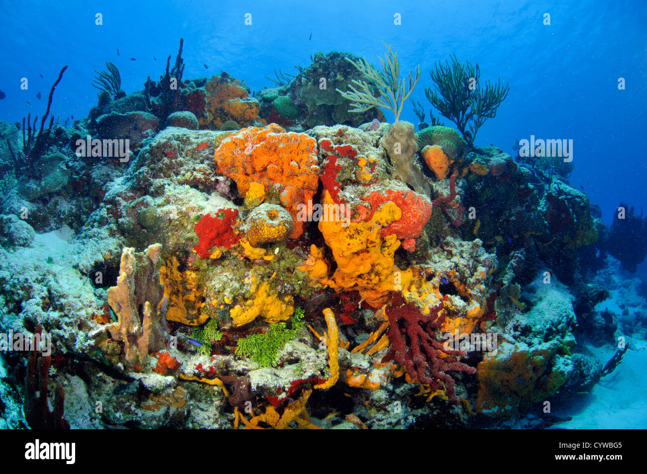 Colorful coral reefs and sponges, Cozumel, Quintana-Roo, Mexico ...