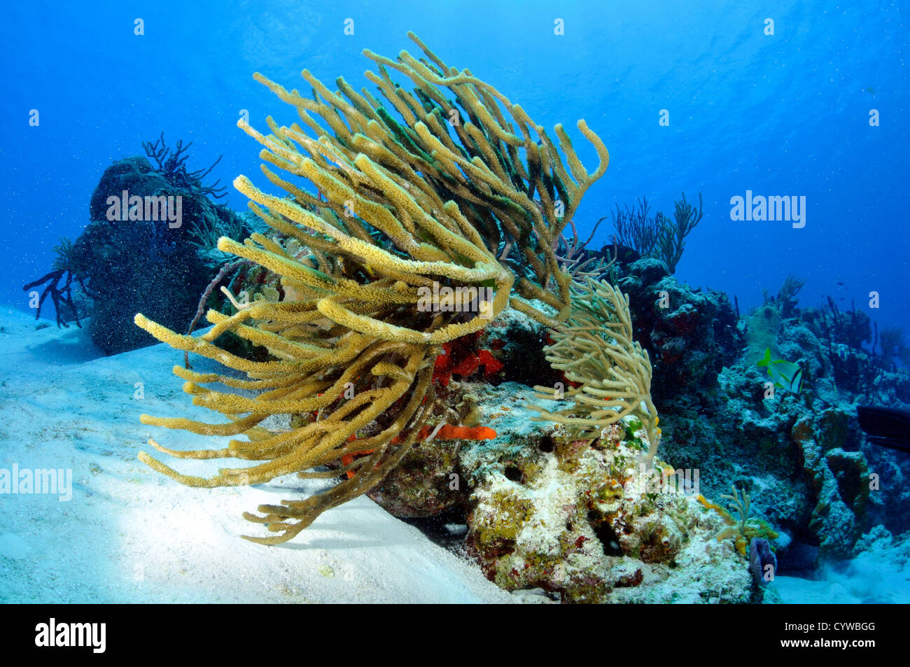 Coral reef and sponges, Cozumel, Quintana-Roo, Mayan Riviera, Mexico ...