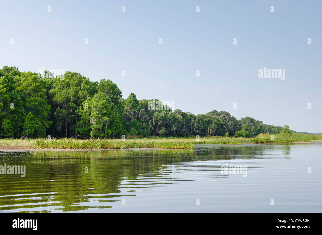 Cypress forest in Everglades National Park, UNESCO World Heritage Site ...