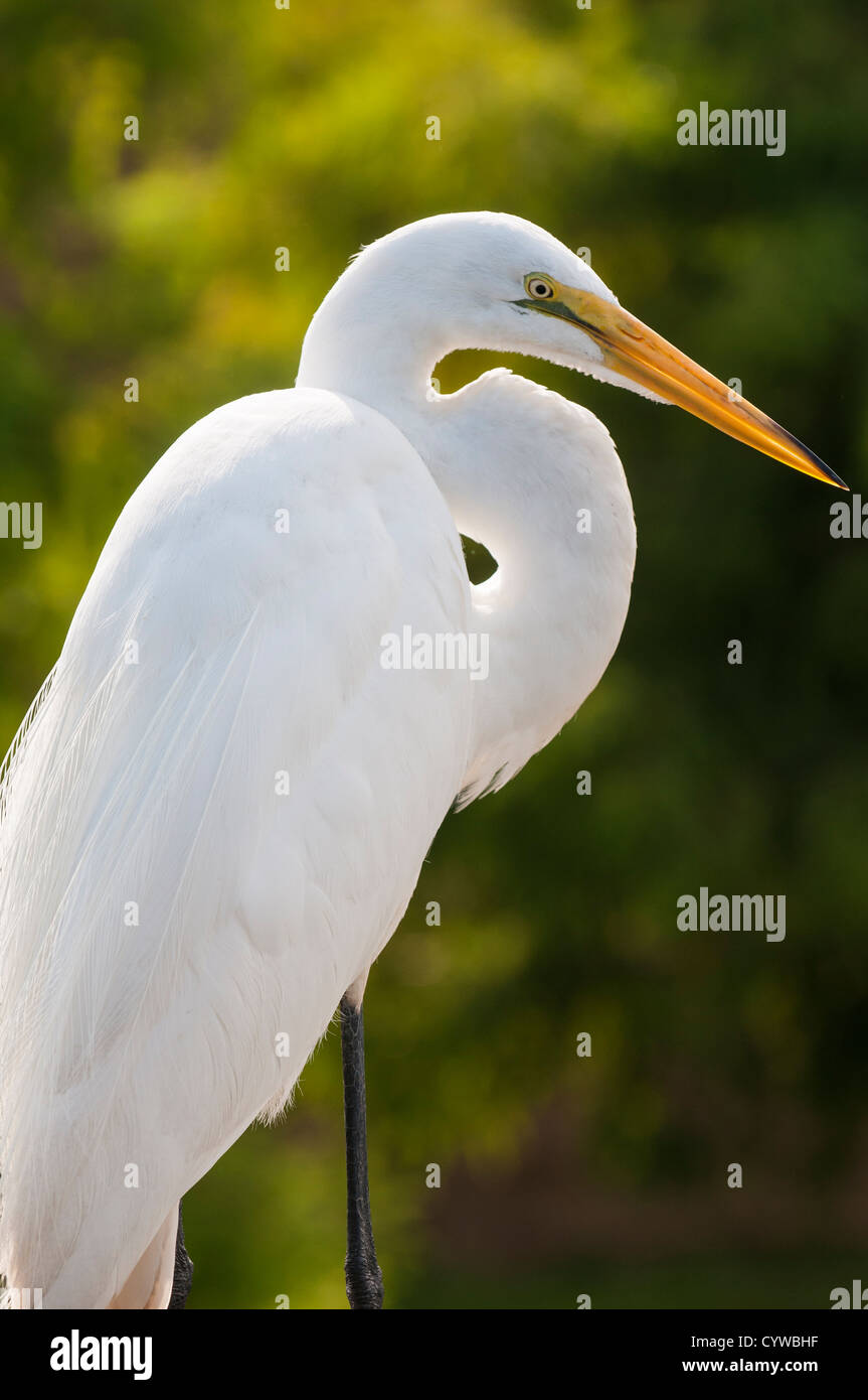 Great Egret, Ardea alba, Everglades National Park, UNESCO World ...