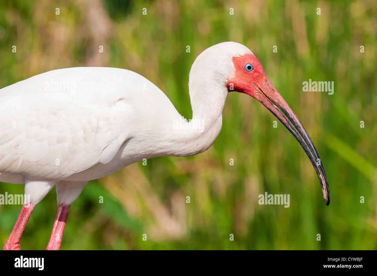 White Ibis, Eudocimus albus, Everglades National Park, UNESCO World ...