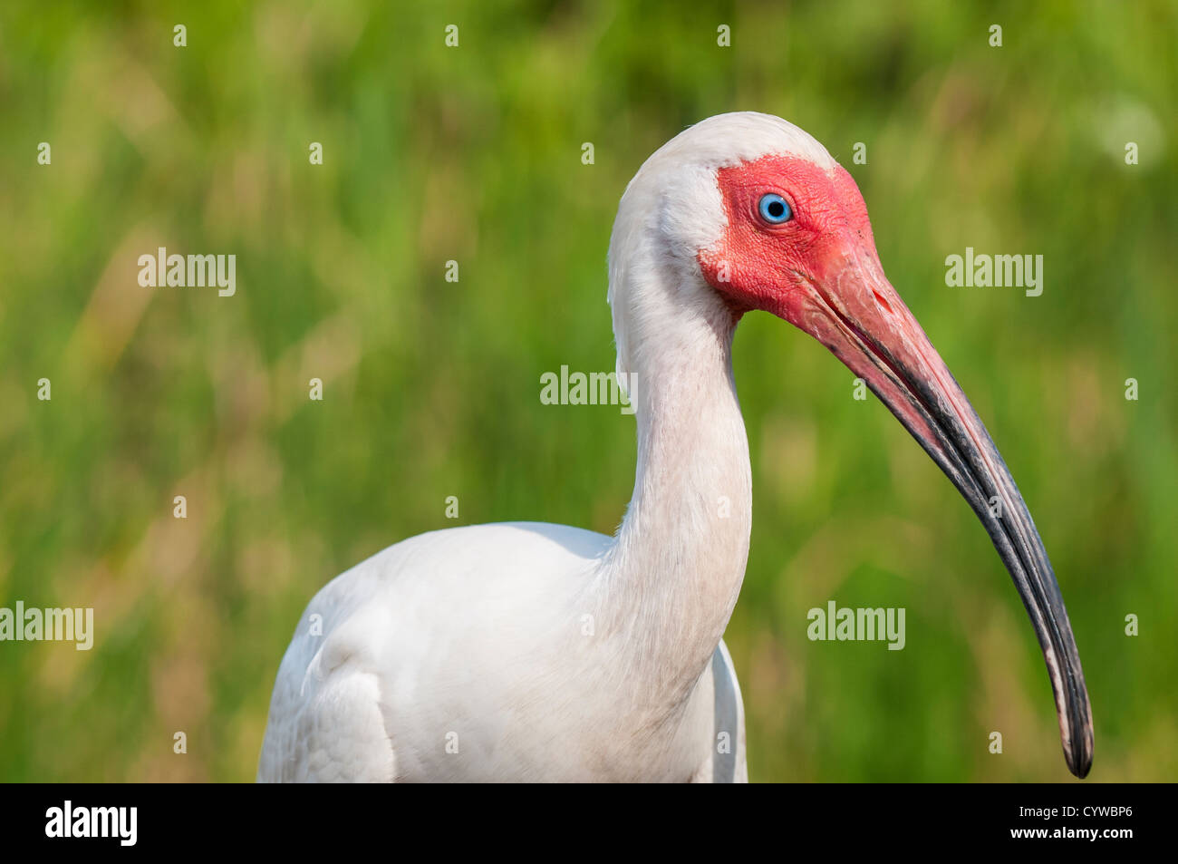 White Ibis, Eudocimus albus, Everglades National Park, UNESCO World ...
