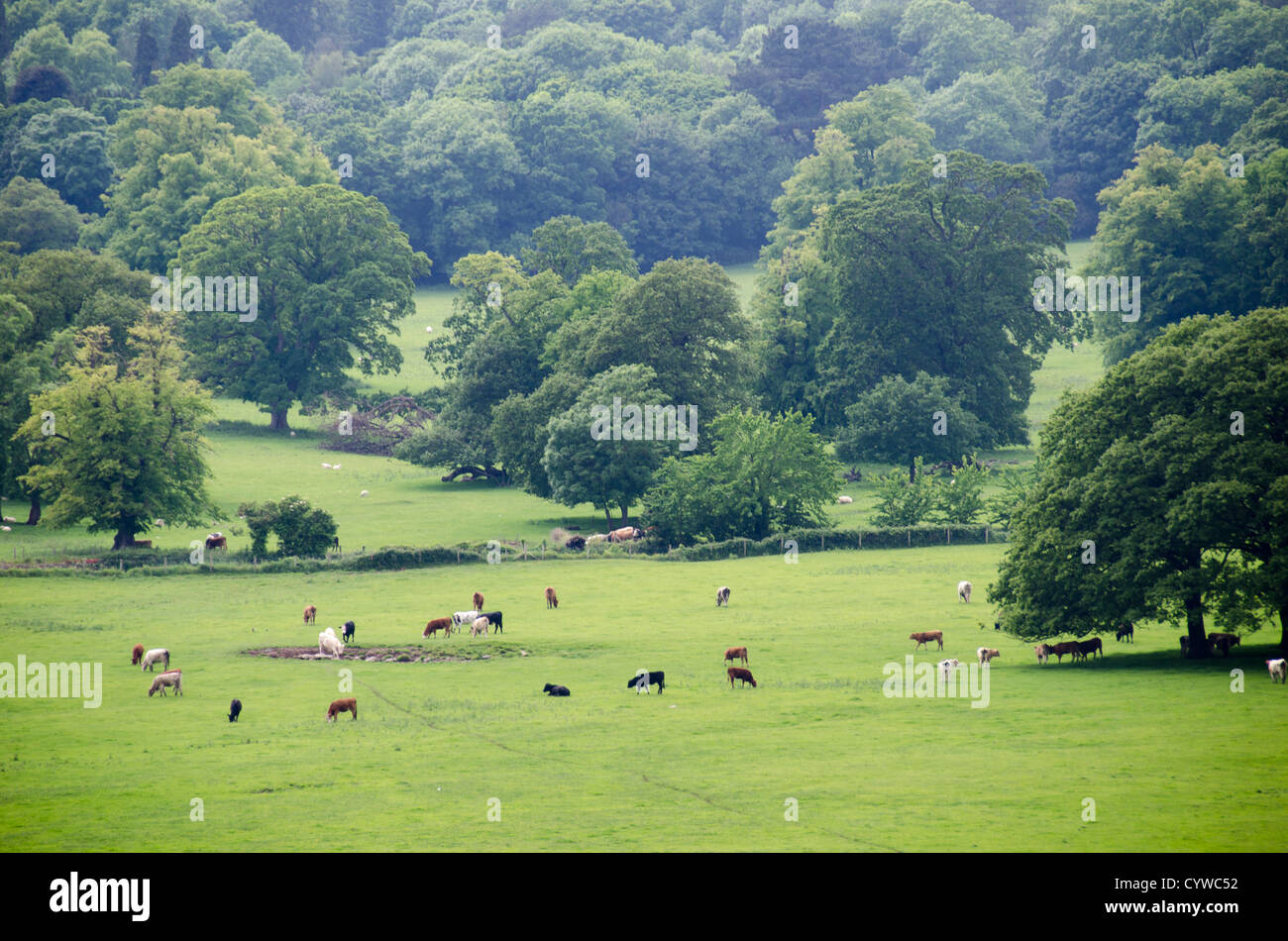 Anglesey pastures hi-res stock photography and images - Alamy