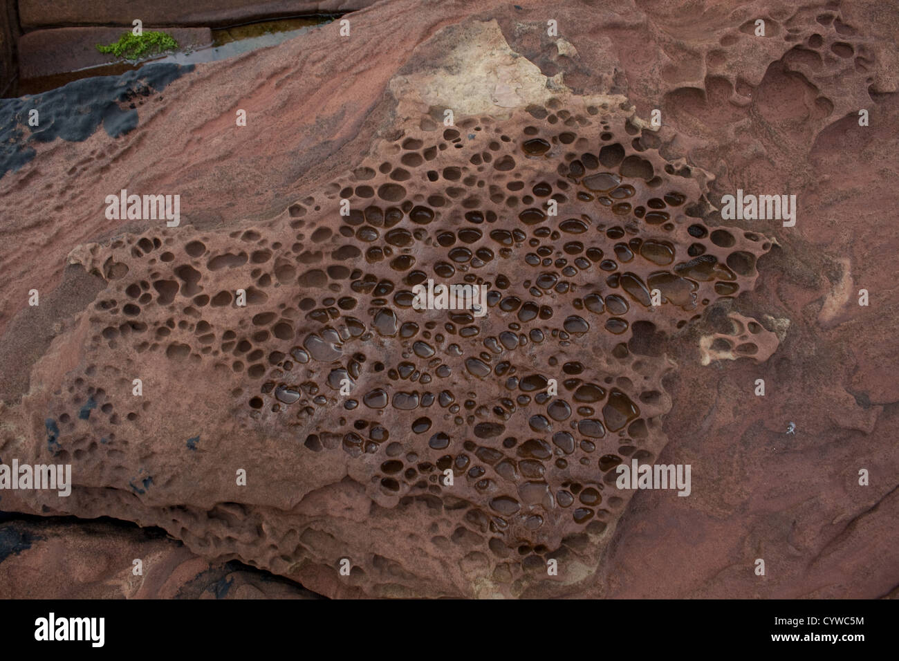 Red sandstone rock pitted by erosion Stock Photo - Alamy