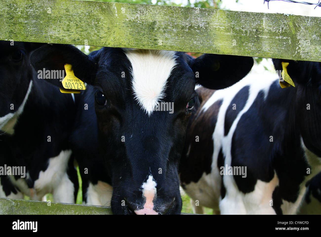 Young Friesian calves on a farm in rural Shropshire England Stock Photo ...