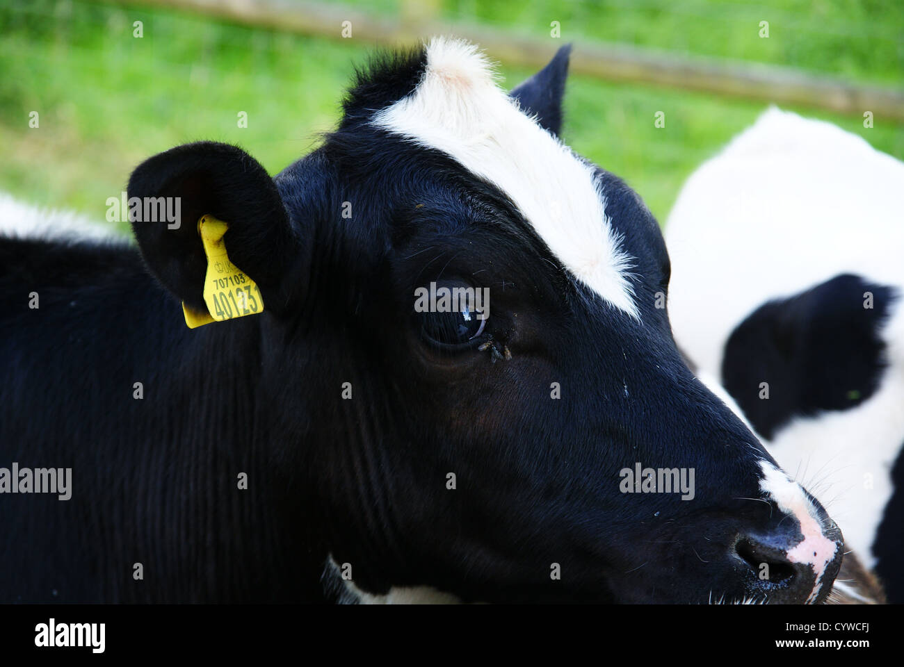 Young Friesian calves on a farm in rural Shropshire England Stock Photo ...