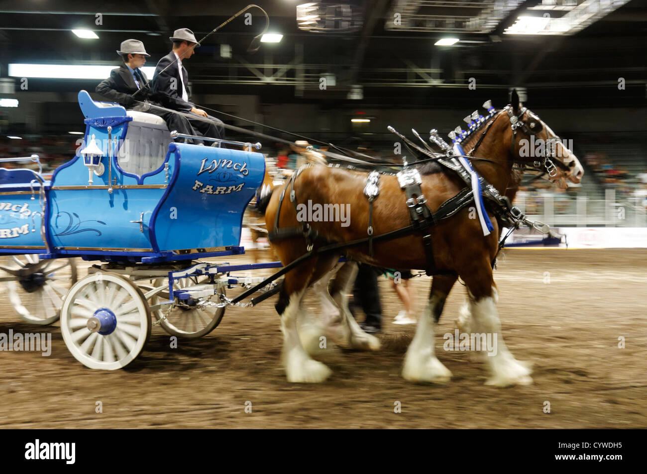 AN indoor harnessed horse and trap show in Quebec City Stock Photo - Alamy