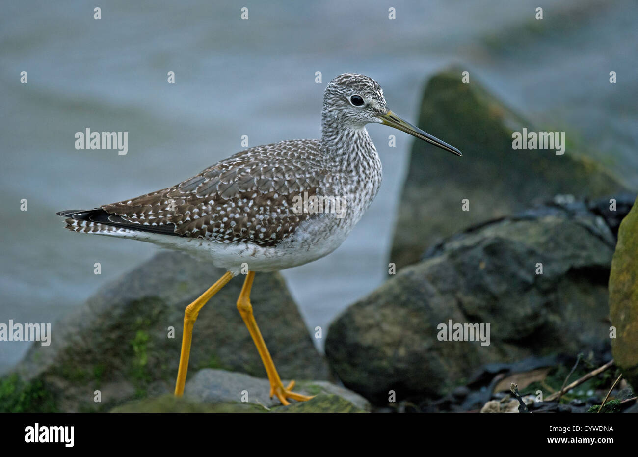 Greater yellow legs hi-res stock photography and images - Alamy