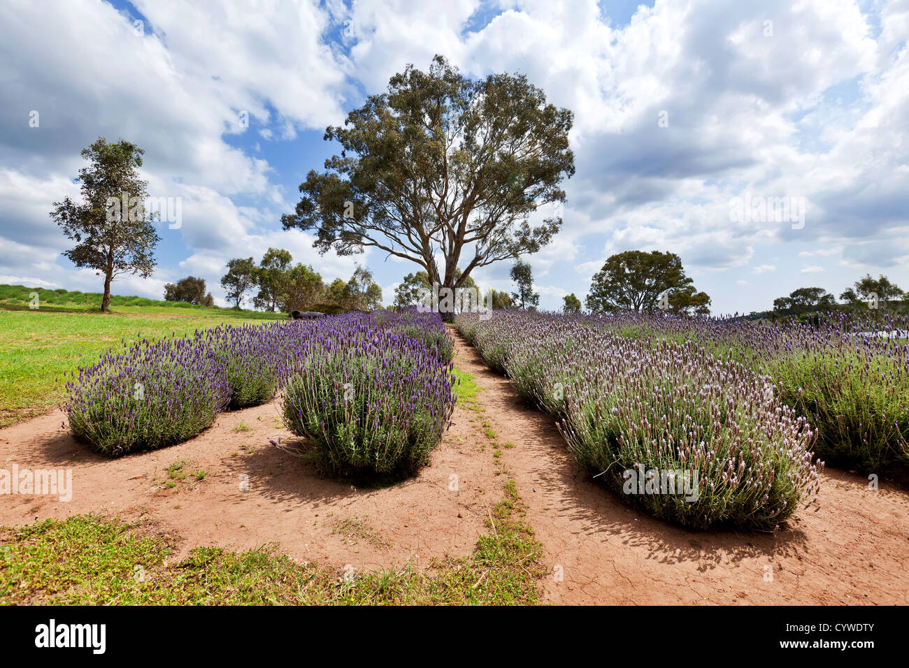 Lyndoch south australia hi-res stock photography and images - Alamy