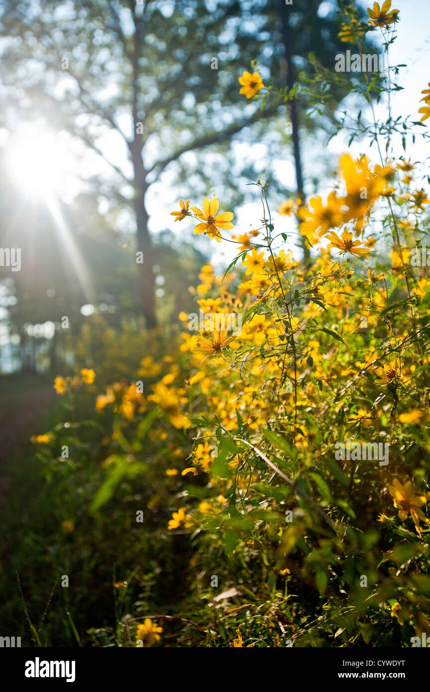 A patch of yellow wildflowers in the woods Stock Photo - Alamy