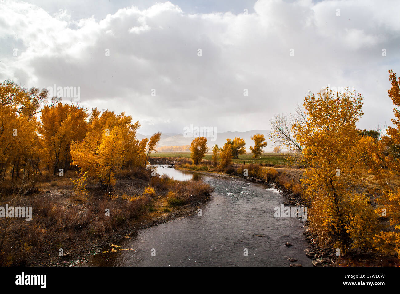 Fall color during a snowstorm at the Truckee River in Wadsworth Nevada ...