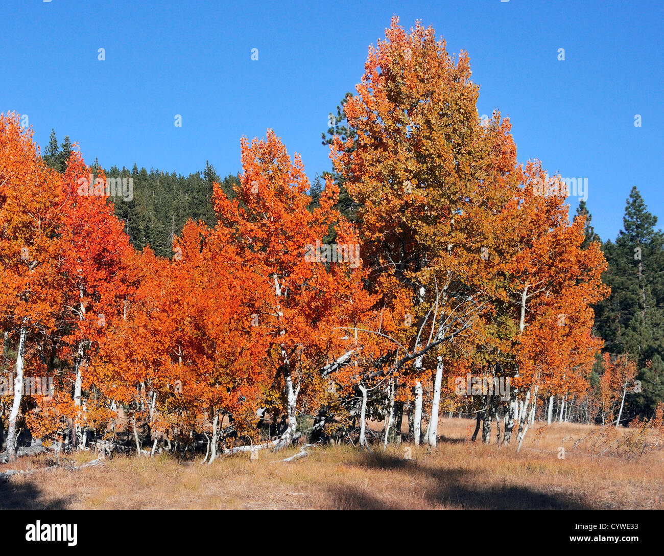 Quaking aspen fall leaf hi-res stock photography and images - Alamy