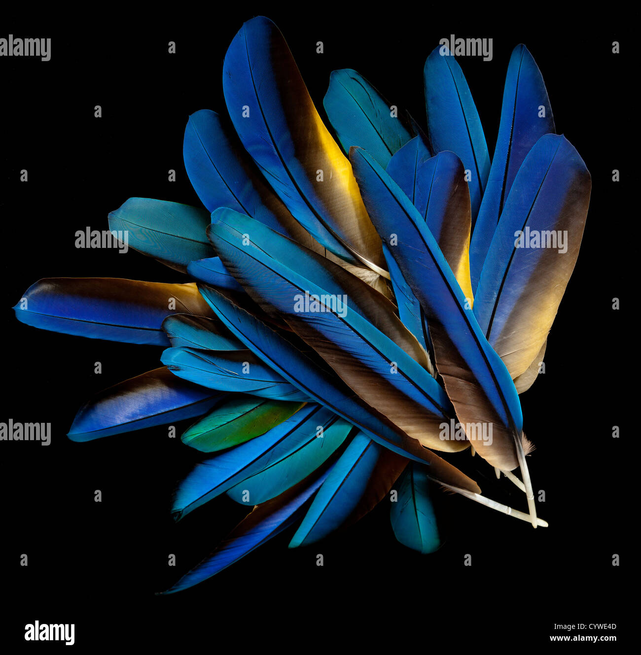 Macaw feathers hi-res stock photography and images - Alamy