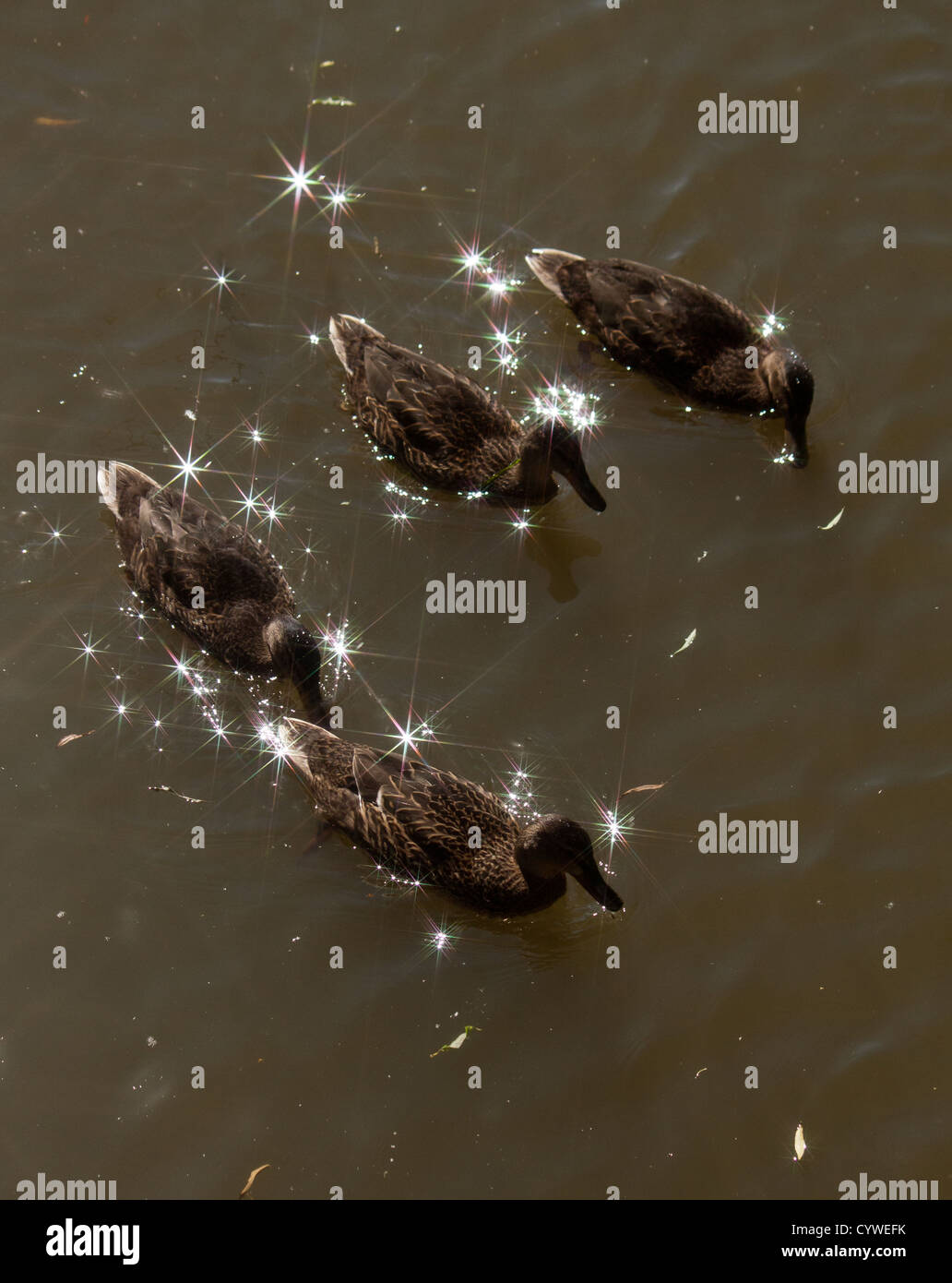 Hen ducks hi-res stock photography and images - Alamy