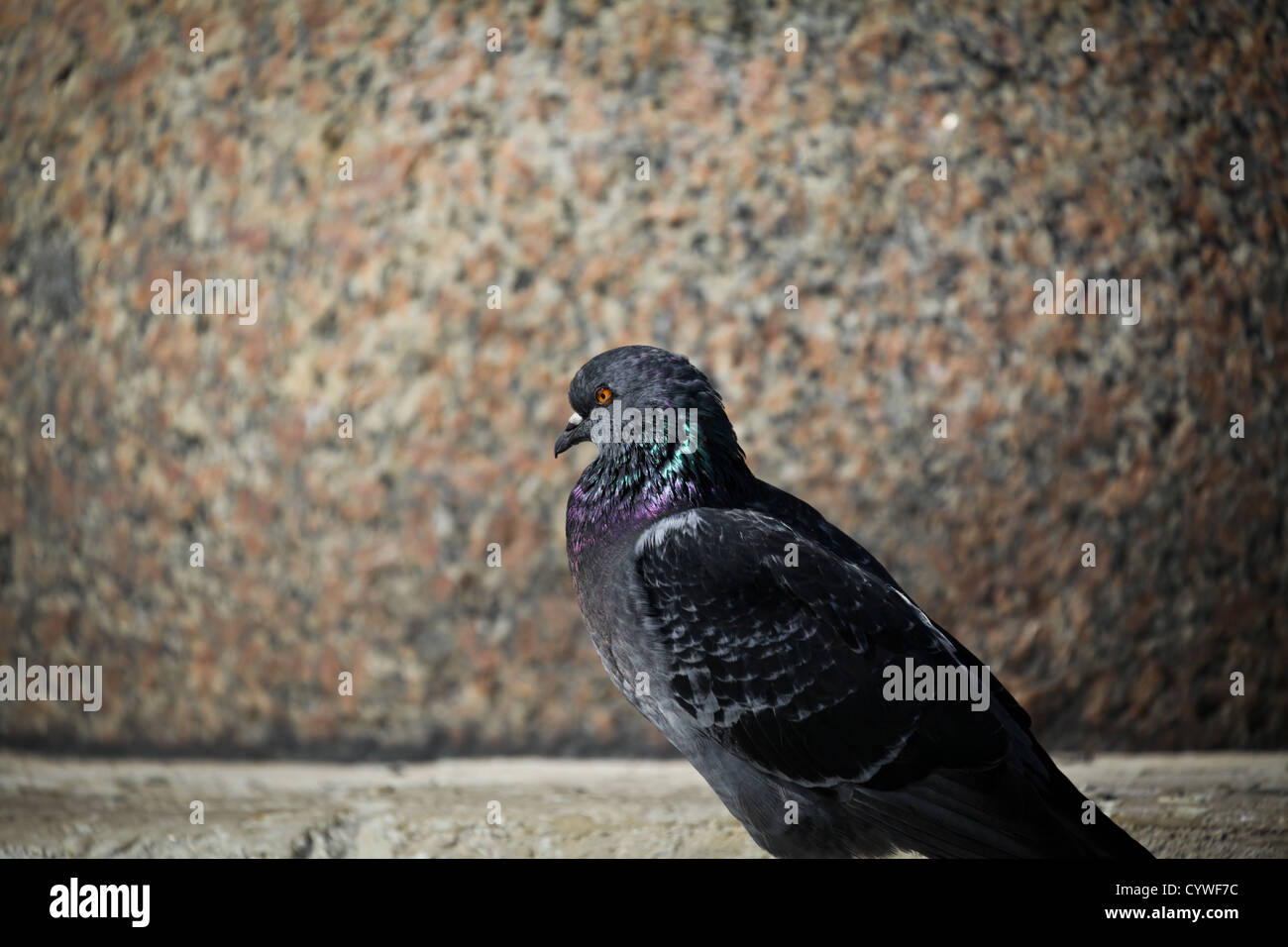 Pigeon venice hi-res stock photography and images - Alamy