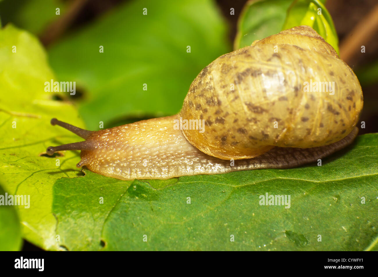 The close-up is crawling snail Stock Photo - Alamy