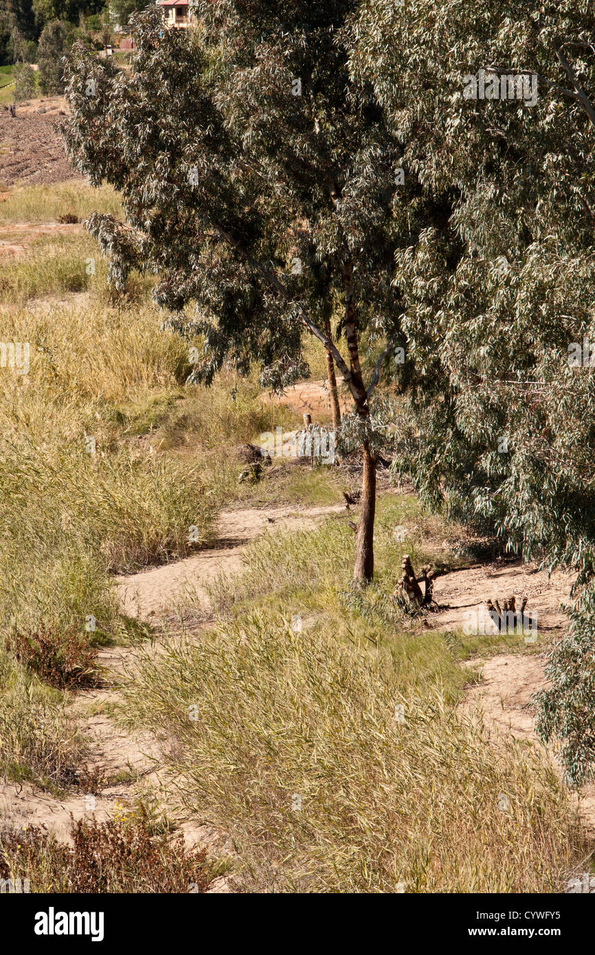 Bush by the side of the orange river in Prieska South Africa Stock ...