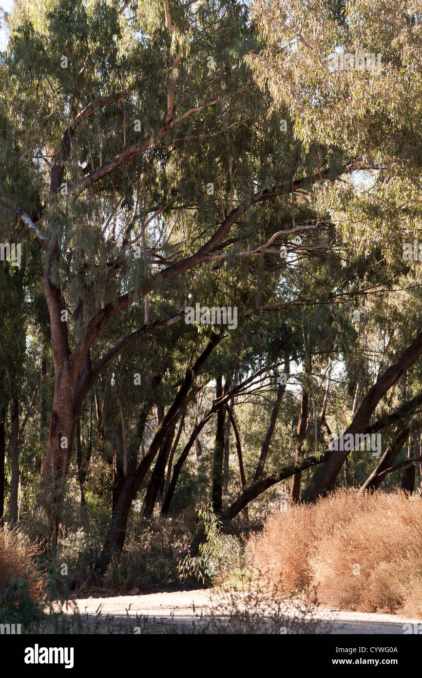 Karoo bush hi-res stock photography and images - Alamy