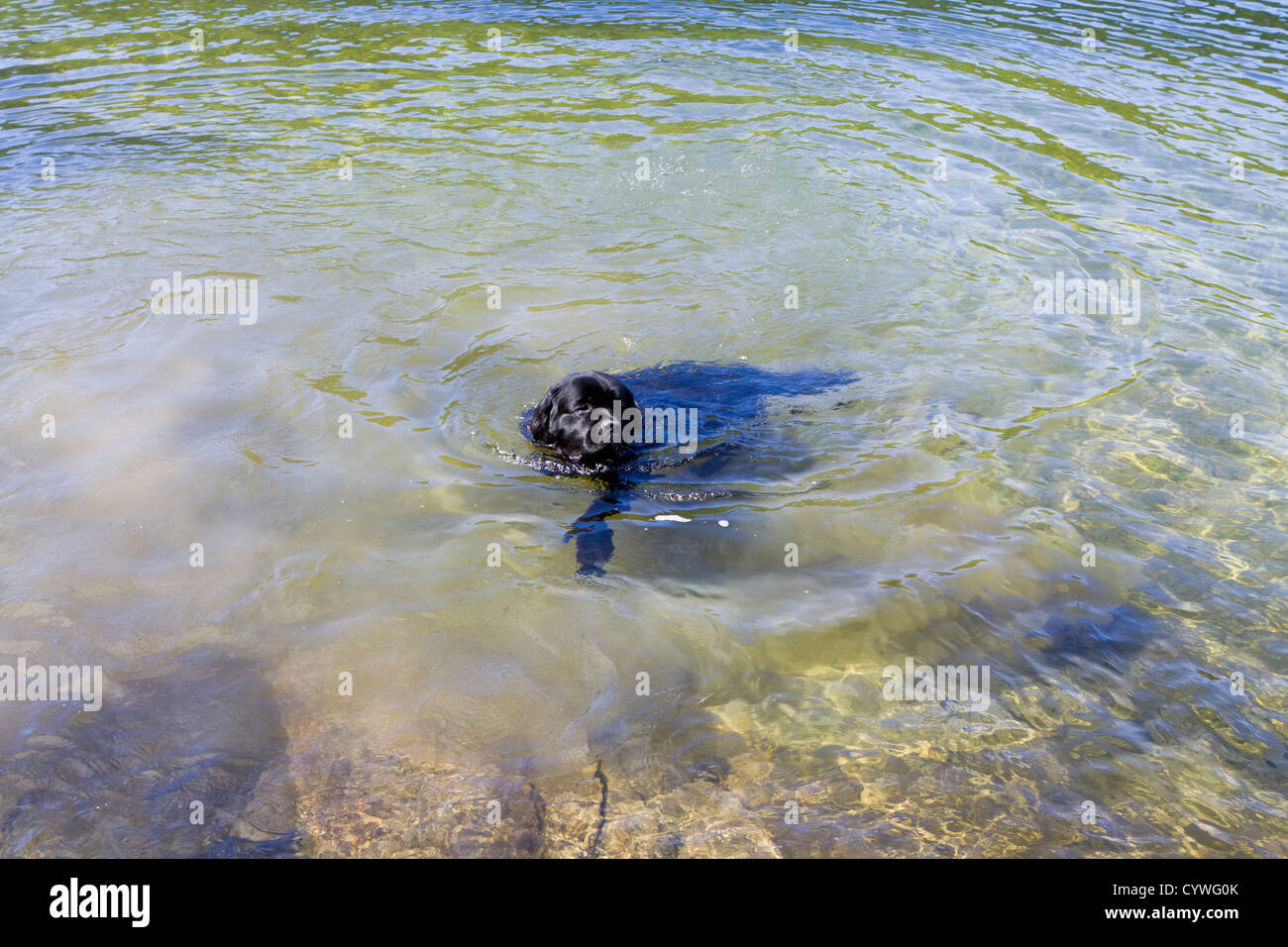 Black newfoundland dog swimming Stock Photo - Alamy
