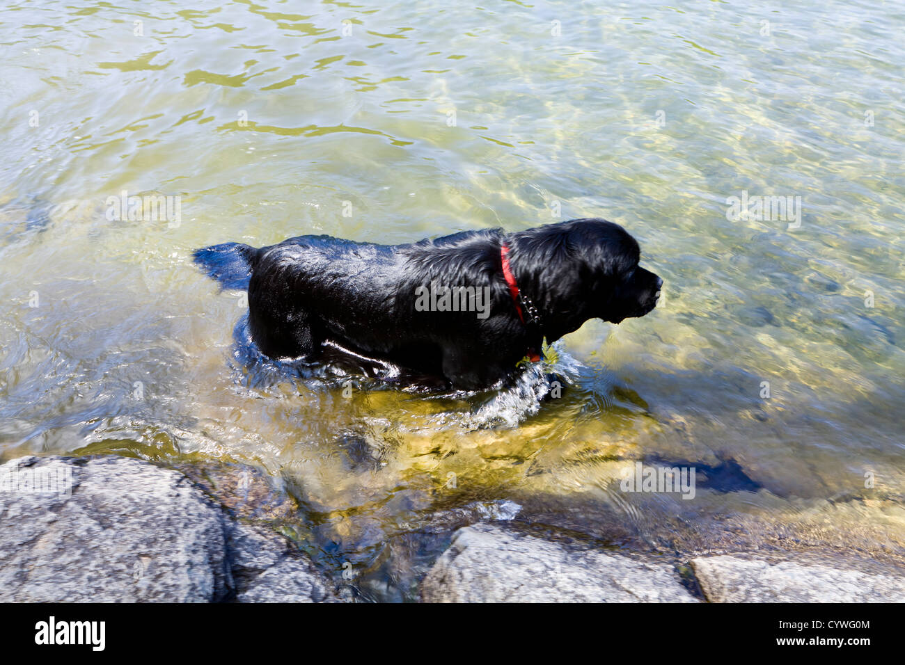 Black newfoundland dog swimming Stock Photo - Alamy